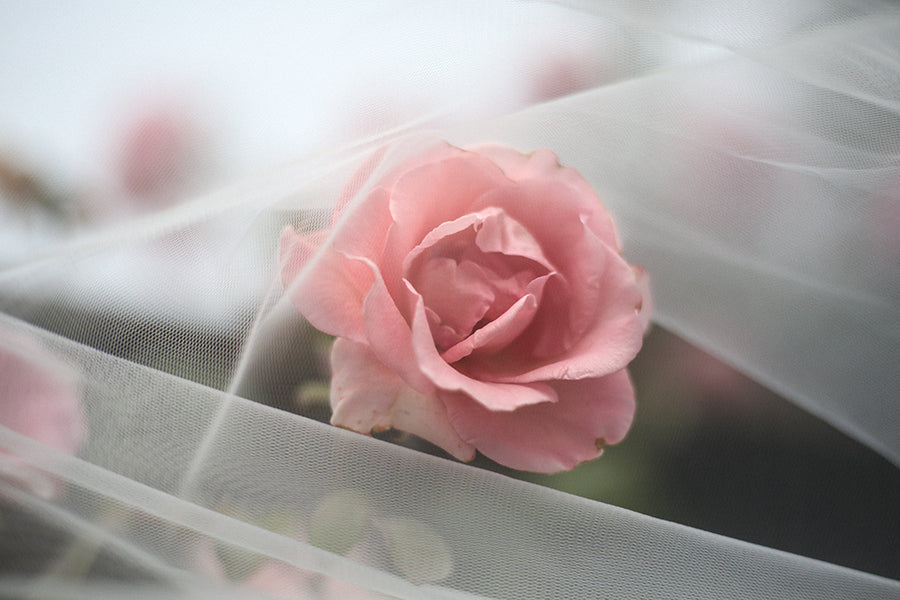 The English Rose - Initial Ideas – ALEXANDRAKING